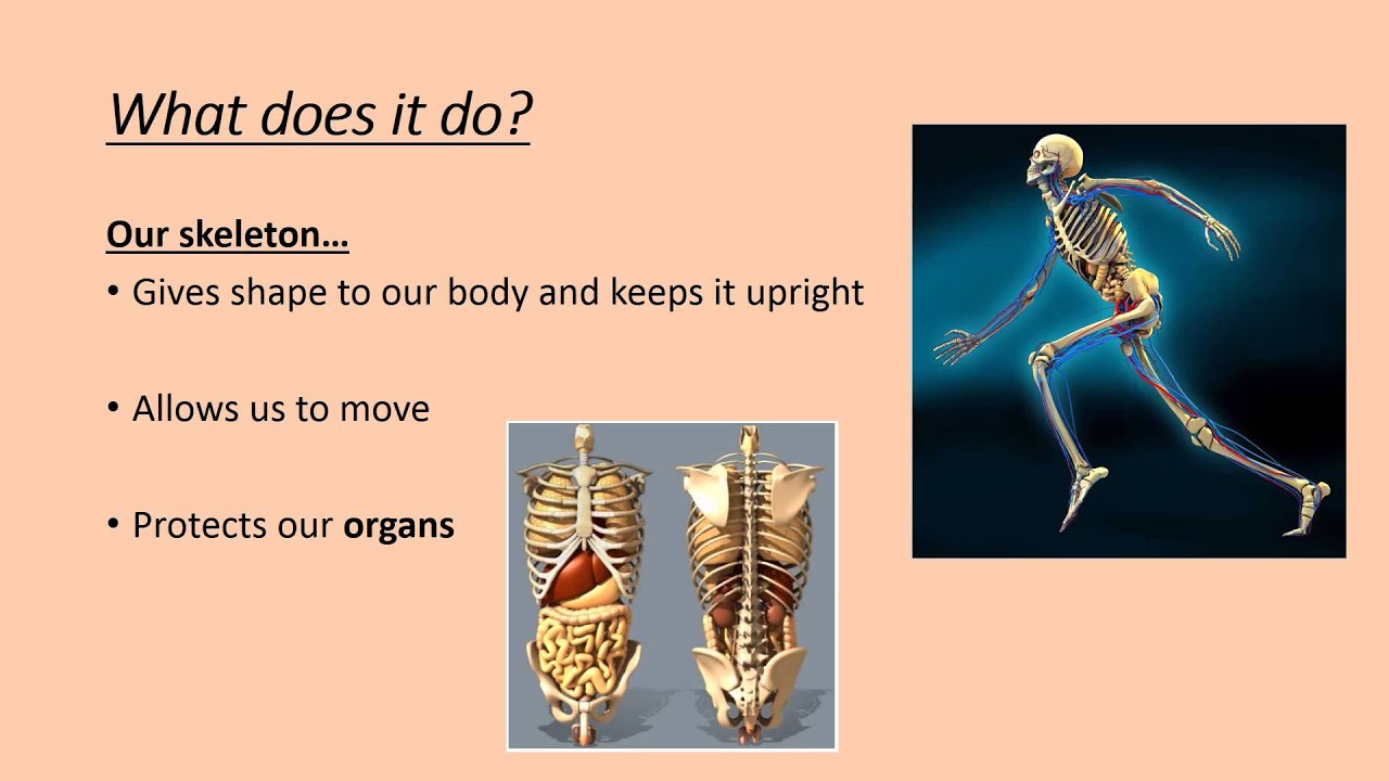 SKELETAL SYSTEM YouTube