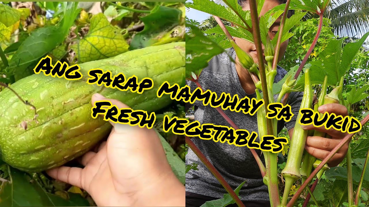 Fresh Vegetables from Garden/ mga Gulay sa probinsya - YouTube