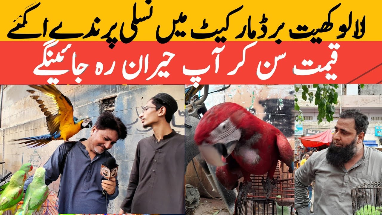 Lalukhet Biggest Birds Market | 1-sep-2024 | Latest Update 2024 - YouTube