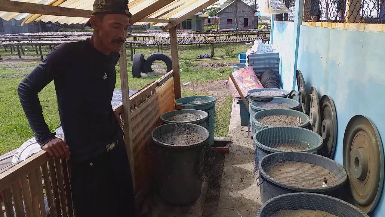 Penangkaran penyu di desa pekik nyaring kecamatan pondok kelapa ...