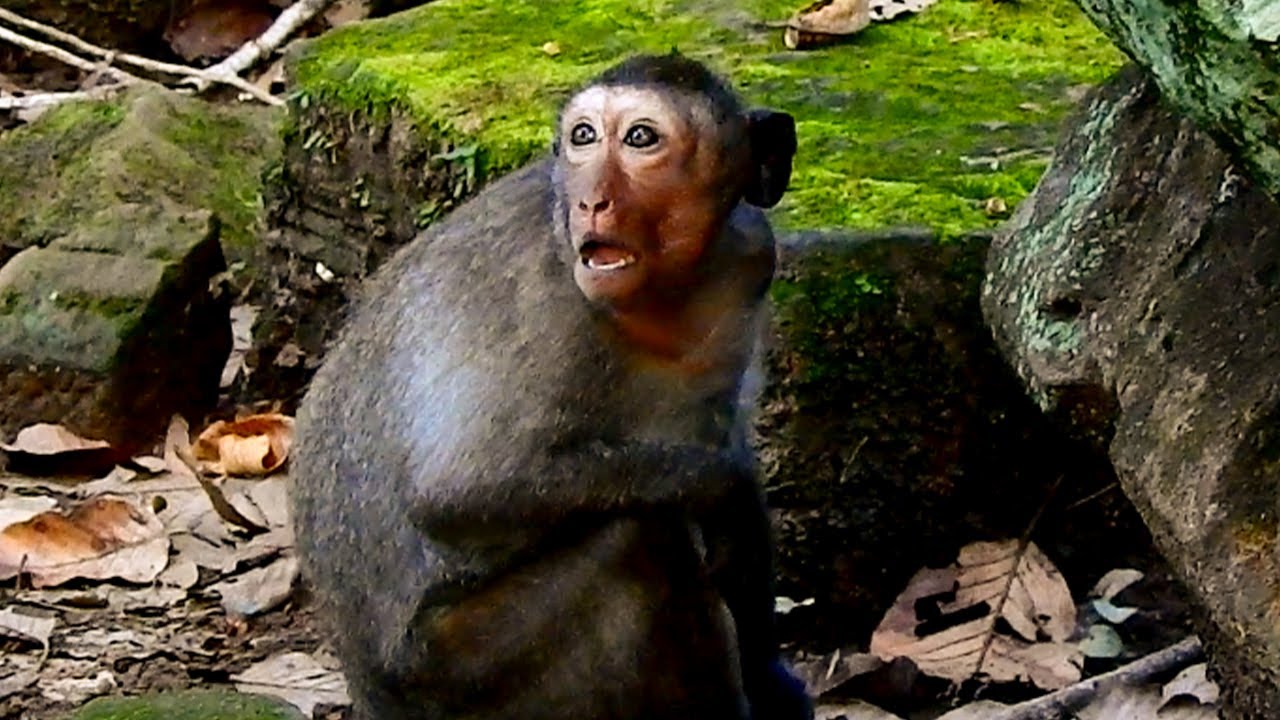 Big Jinx Monkey Hide With Trouble Mind Angry Losing Chance To Steal ...