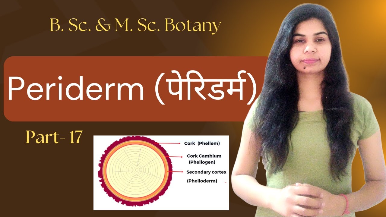Periderm (पेरिडर्म) || B. Sc. & M. Sc. Botany - YouTube