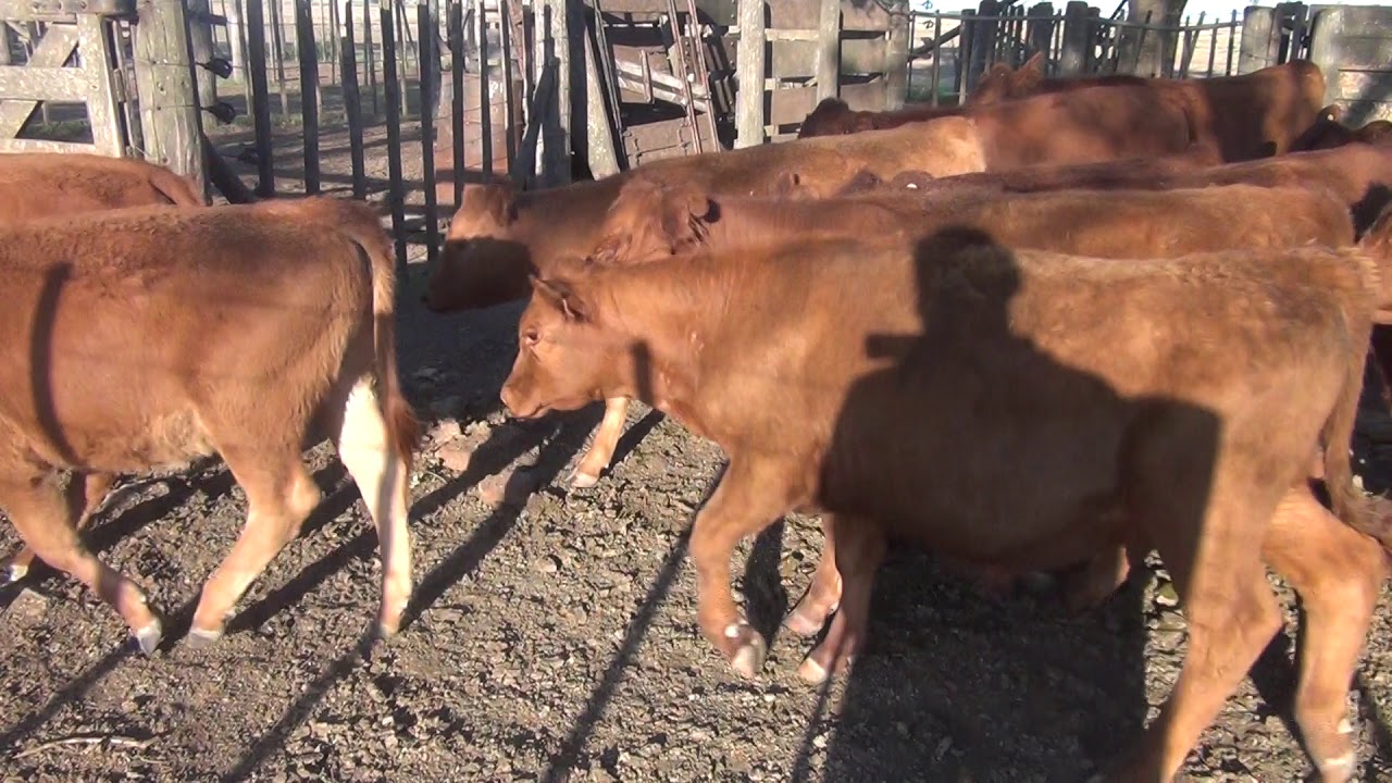 Lote A169 - 80 Terneros de 180 kg. - YouTube