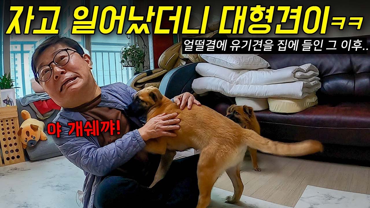 딸이 갑자기 데려온 대형 유기견얼떨결에 집에 들인 그 이후 일주일간의 기록 유기견 임시보호 Youtube