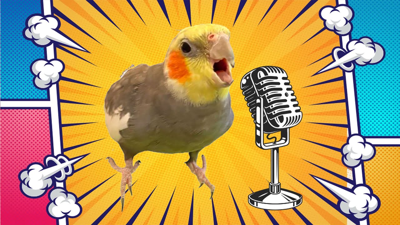 singing nonstop cockatiel - YouTube
