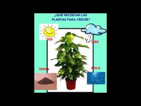 Que necesitan las plantas para crecer - YouTube