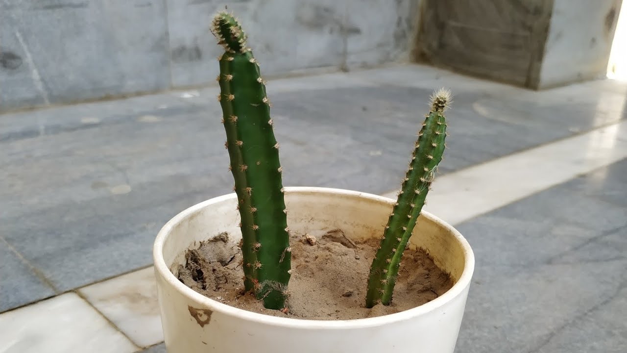 How to Propagate Cactus Babies taken from Mother Cactus - YouTube