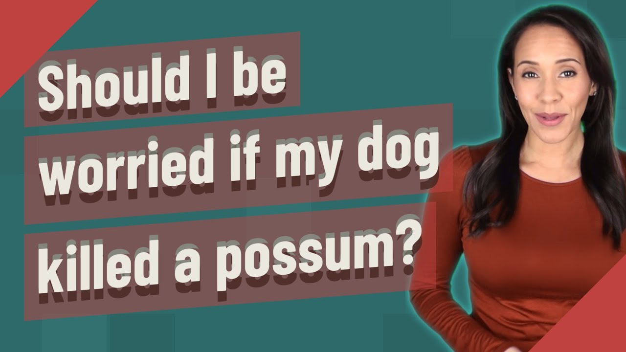 Should I Be Worried If My Dog Killed A Possum YouTube should-i-be-worried-if-my-dog-killed-a-possum-youtube