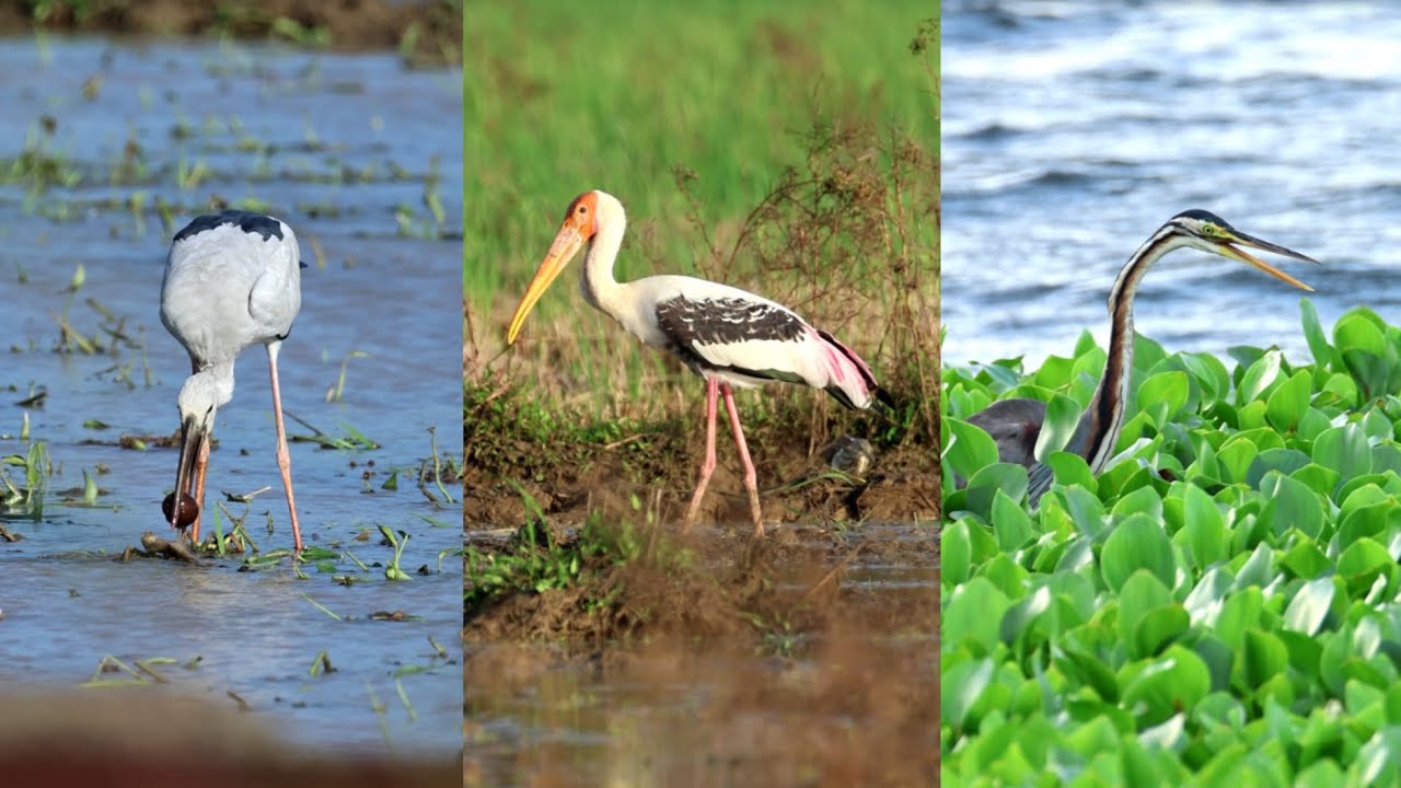 Birds - Asian openbill stork, Painted stork, Purple heron - Bird ...