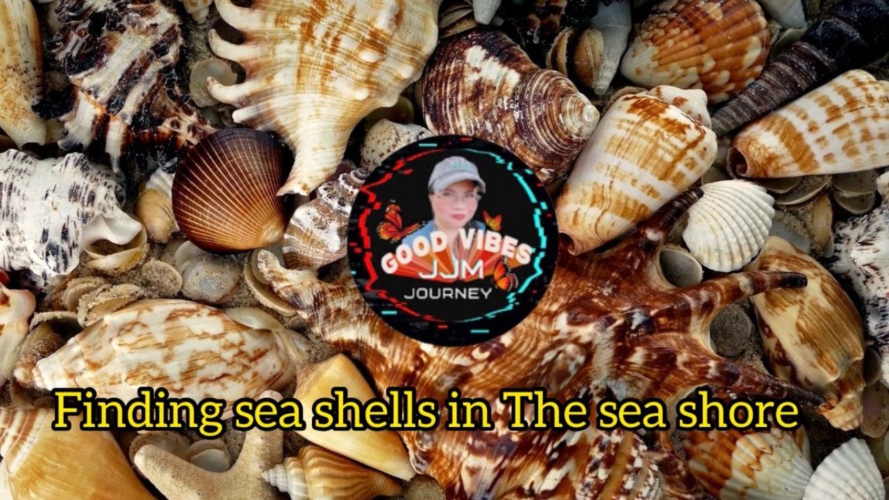 Finding sea shells in the sea shore at California coastline - YouTube