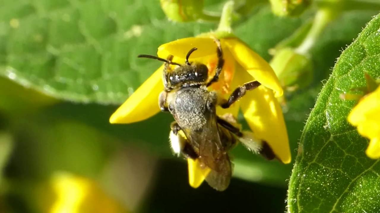 Macropis europaea ♀ (Melittidae-Hymenoptera) sortie du nid encore ...