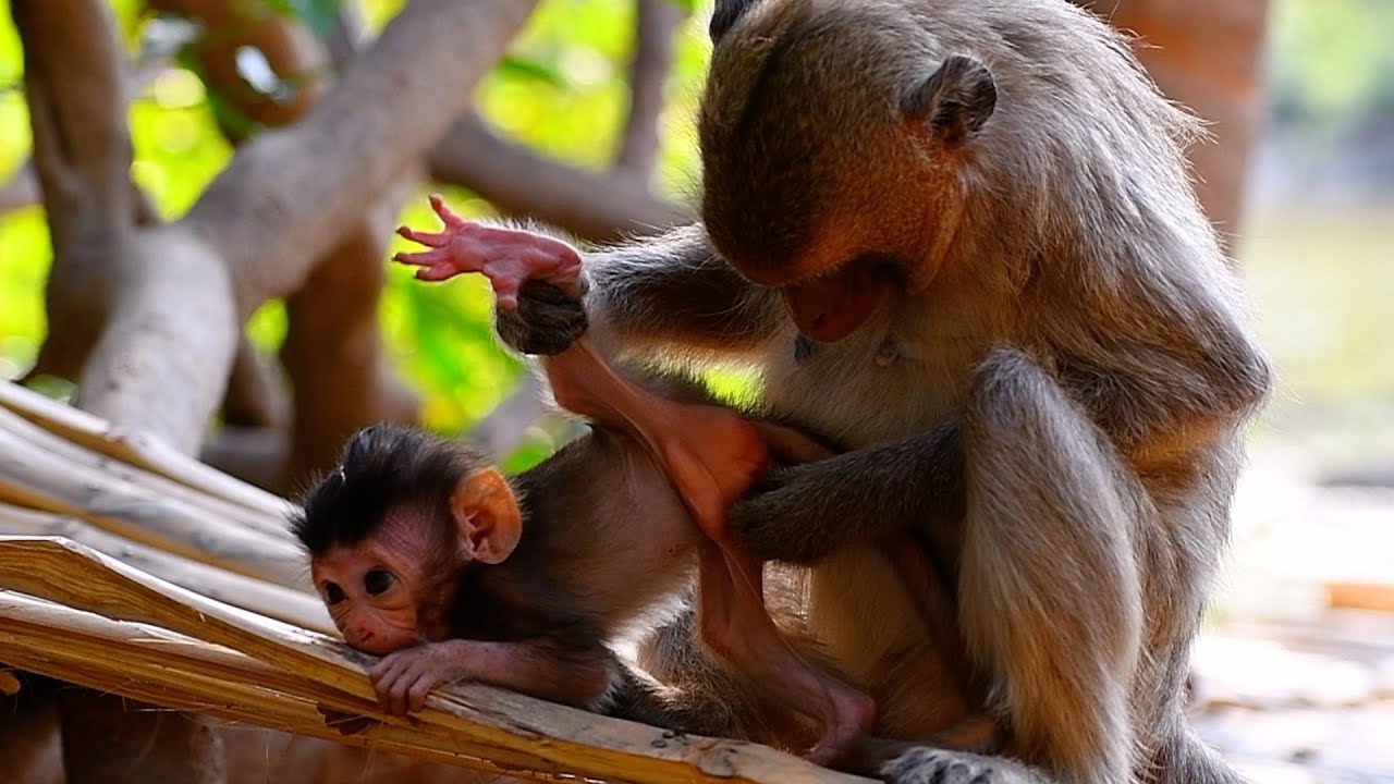 Serene Adorable Wildlife, Baby Monkey Moments But Birds Chirping Loudly ...