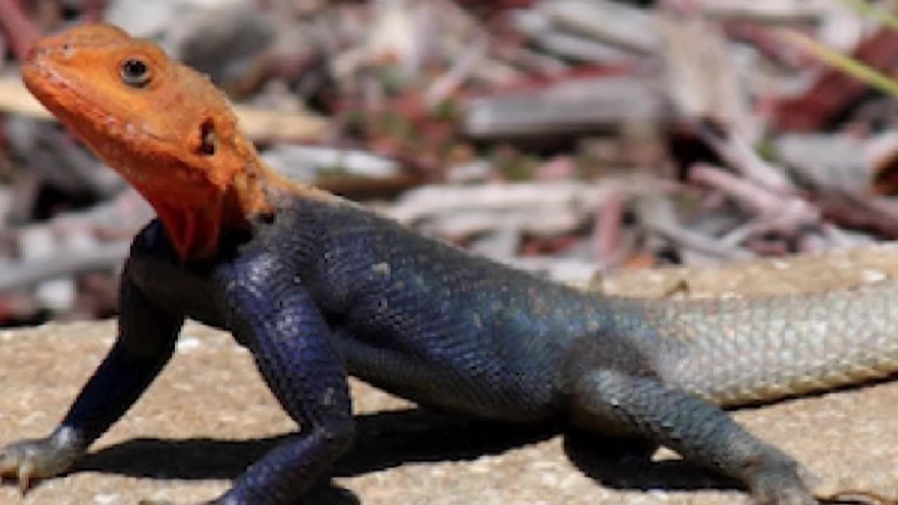 Invasive lizards may lead to rise in SWFL mosquito-borne disease cases ...