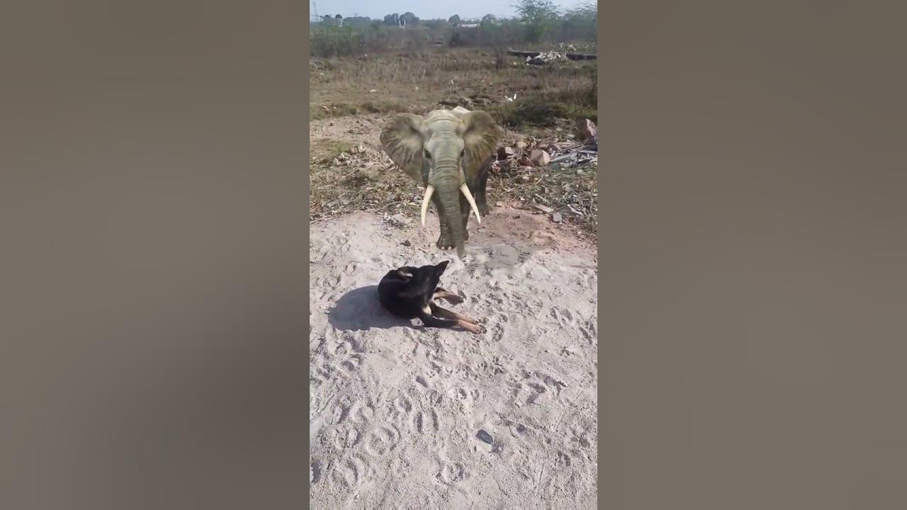 Dog Vs elephant #shortvideo #viral #funny #trainding #shorts - YouTube