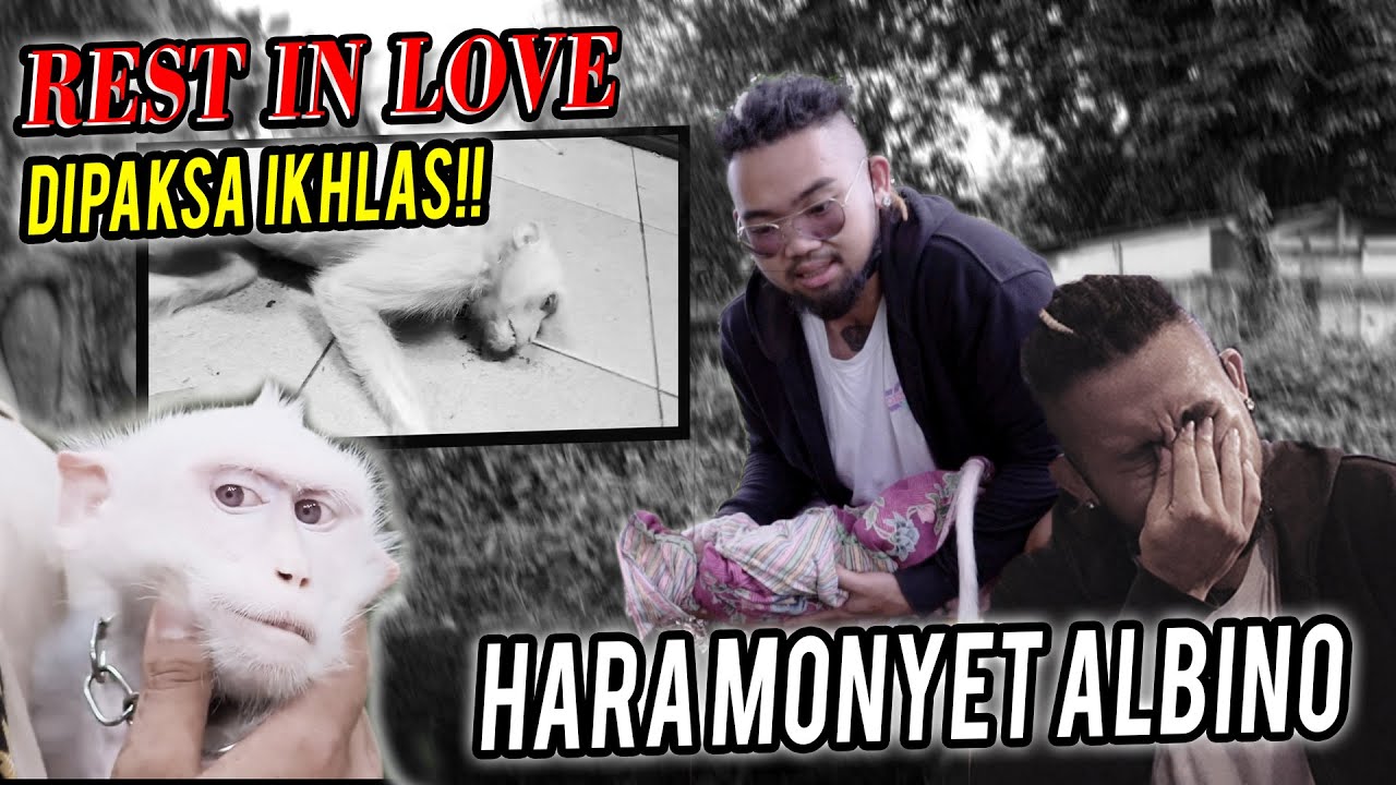 GUE TERPUKUL BANGET! REST IN LOVE HARA MONYET ALBINO..#AudreyA # ...