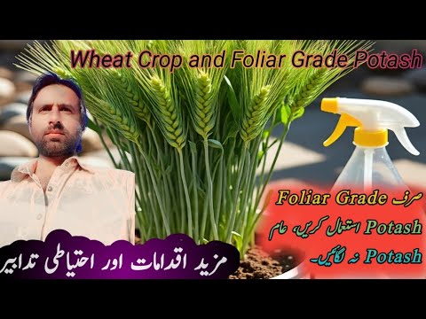 Foliar Spray Ke Liye Best Potash | Fast Growth & High Yield Crops - YouTube