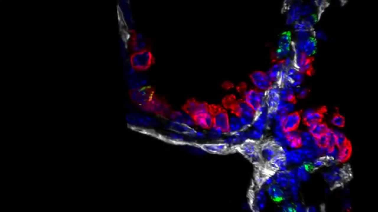 Developing Mouse Lung Airway Expression of SFTPC, SCGB1A1, and ACTA2 ...
