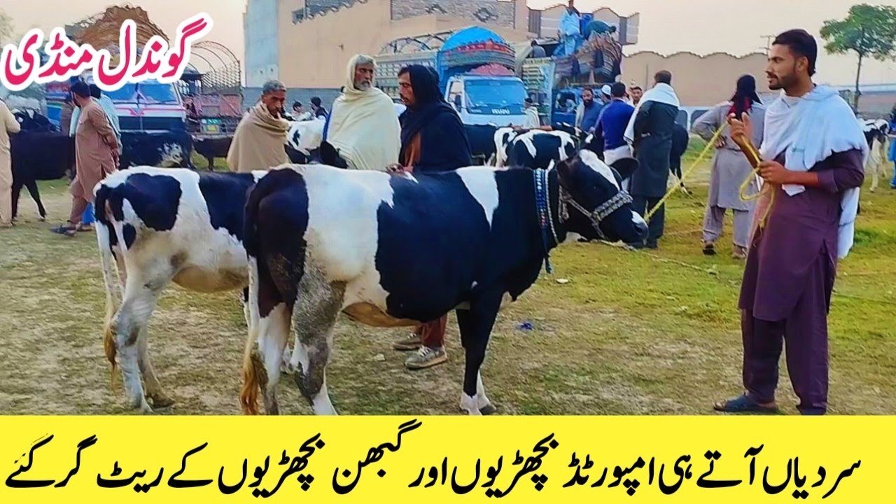 imported heifers latest Prices on Gondal Mandi!Gondal Mandi latest ...
