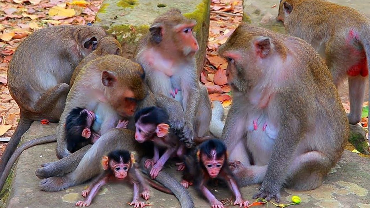Brilliant Cute Wild Babies Monkeys New Born - YouTube
