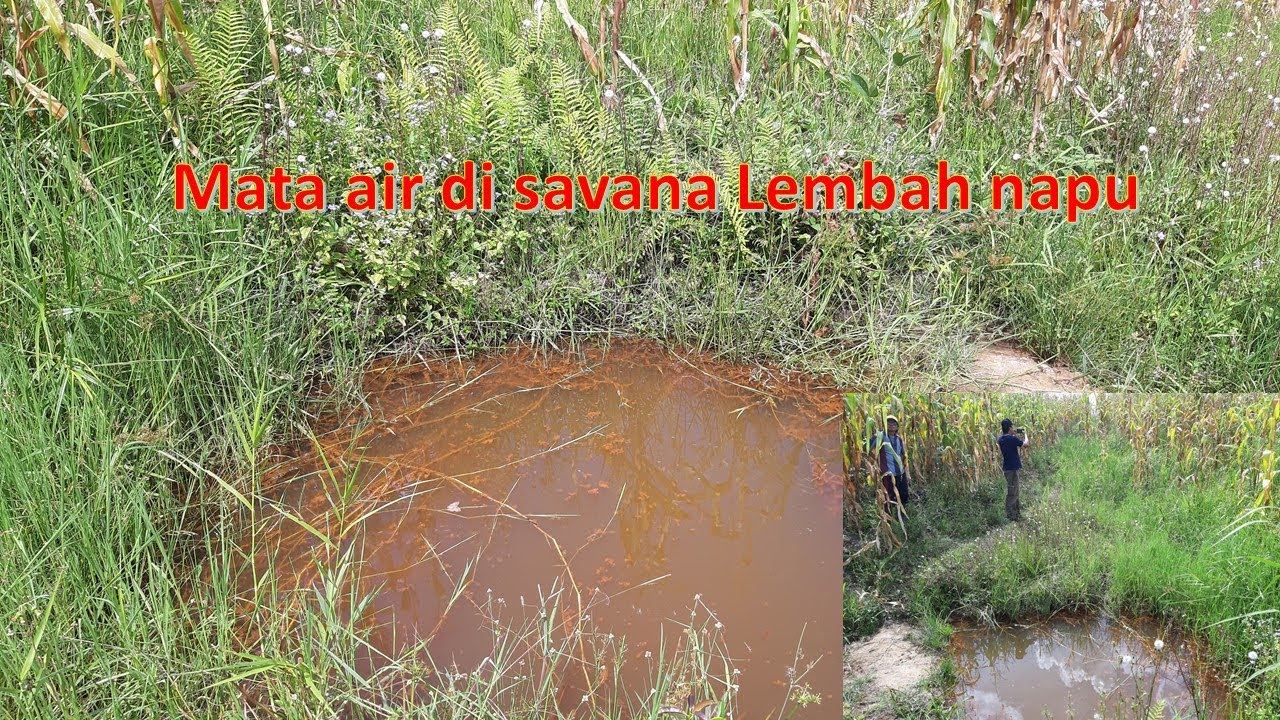 Mata Air di savana Lembah Napu - YouTube