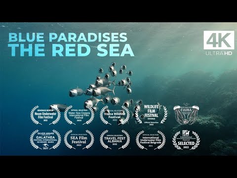 Diving The Red Sea Egypt Underwater Video 4K Blue Paradises - YouTube