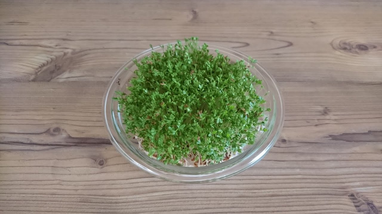 DIY Kresse anpflanzen - Aktivitäten - Ideen für Kinder zu Hause während ...