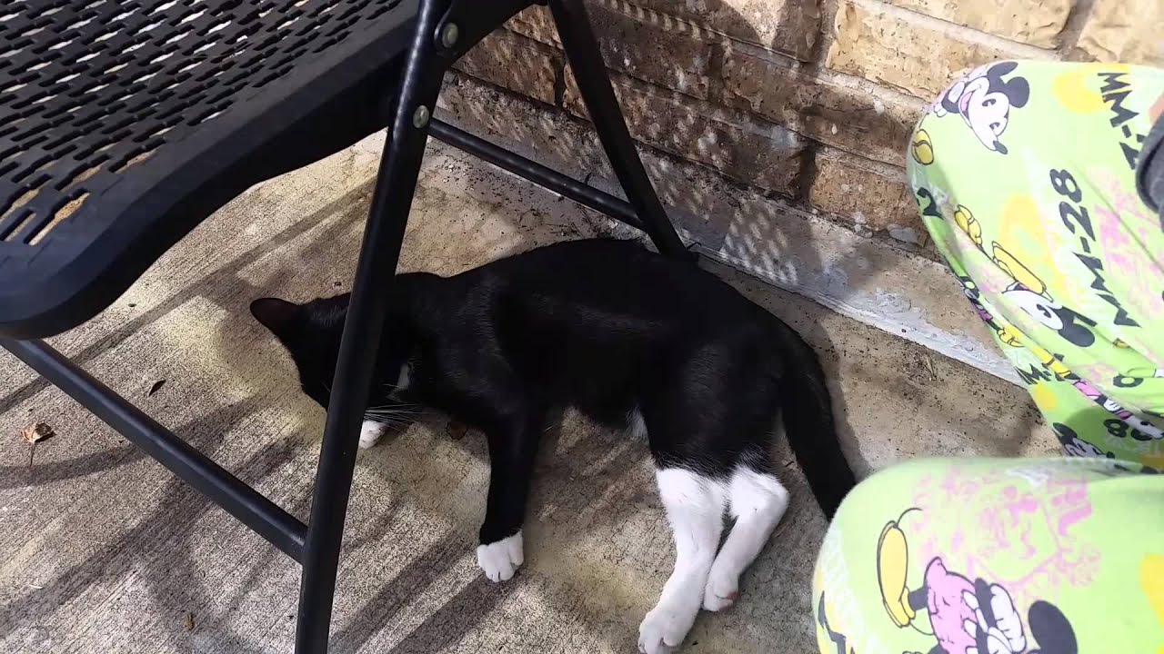 Angry Cat Refuses To Go Back Inside - YouTube