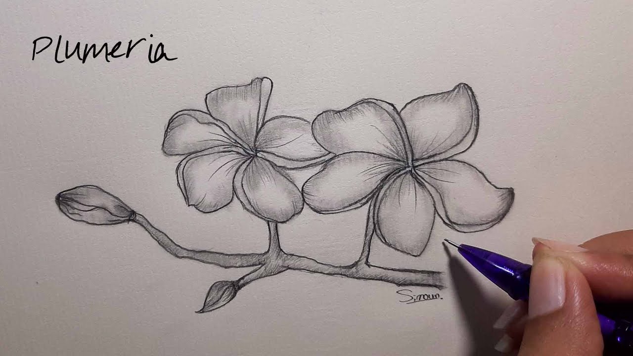 How to Draw Plumeria Flower Pencil sketch - YouTube