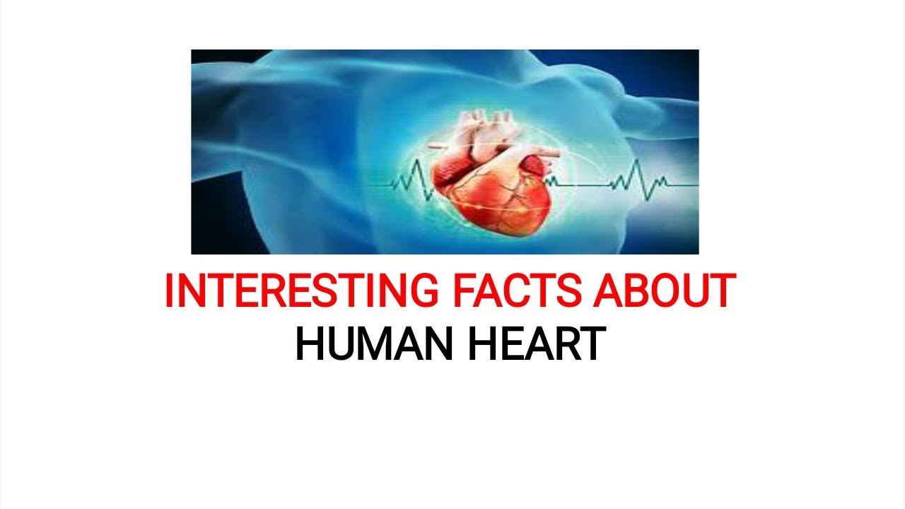 #HumanHeart #10Interesting_Heart_Facts Top 10 Interesting Facts Of ...