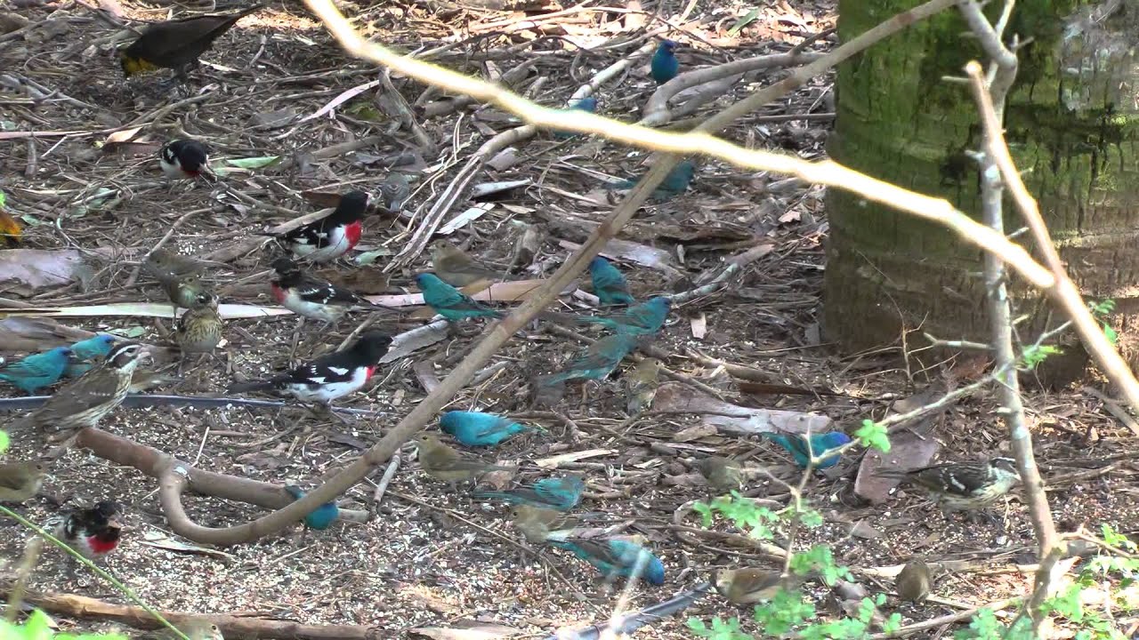 Indigo buntings South Texas April 2013 songbird fallout - YouTube