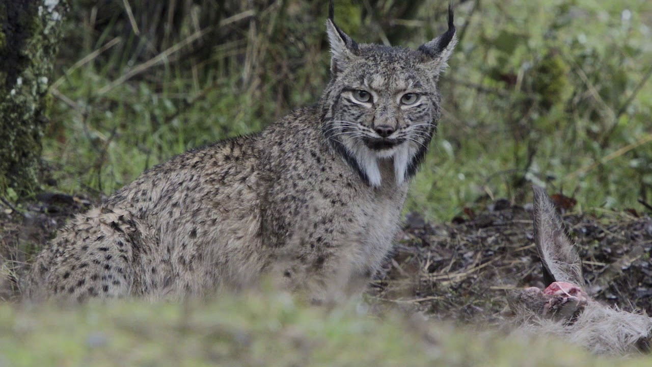 Iberian lynx (Lynx pardinus) eating a deer, Andalusia, Spain - YouTube