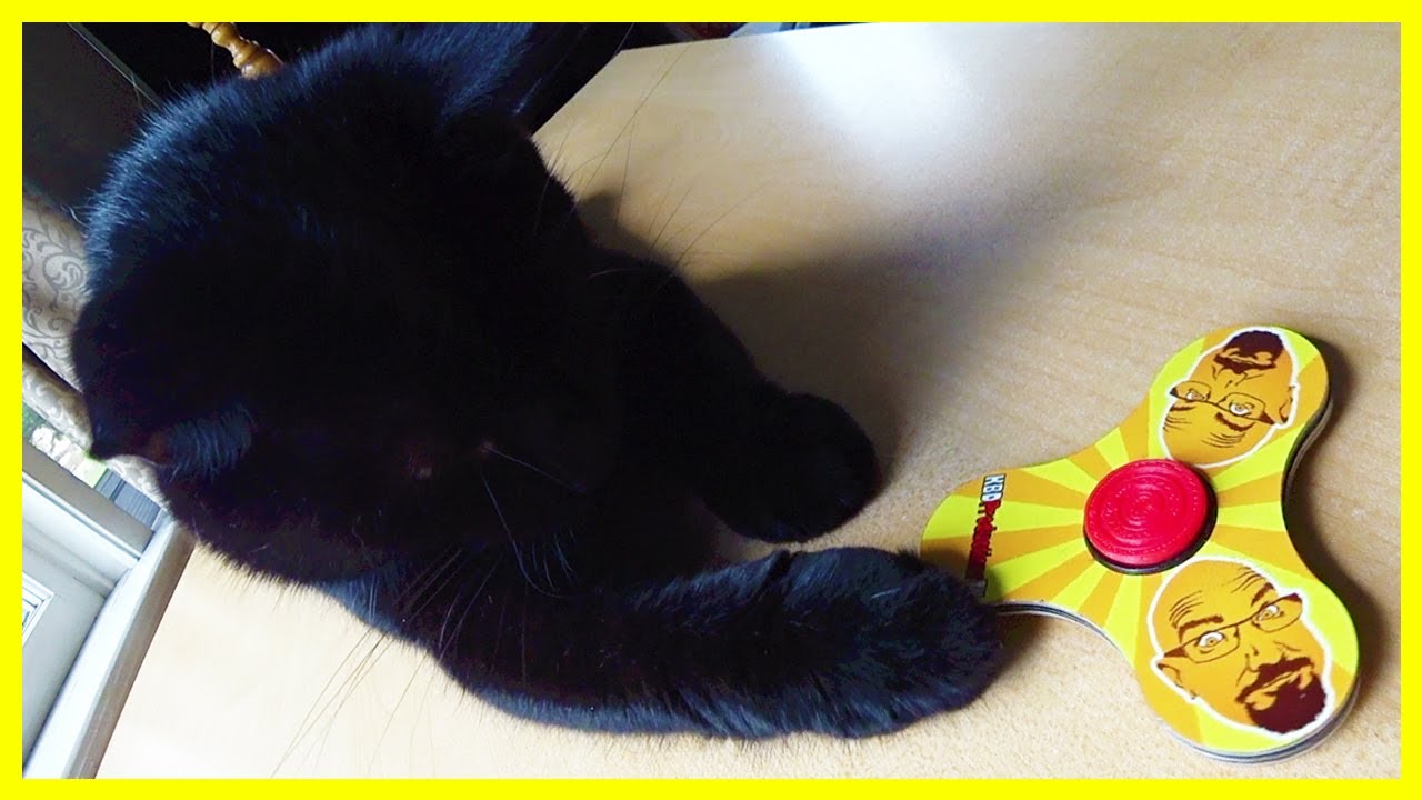CAT DISCOVERS FIDGET SPINNER - YouTube