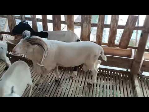 Breeding Domba Garut dengan Sistem Koloni | HPDKI DPC Kota Tasikmalaya - YouTube