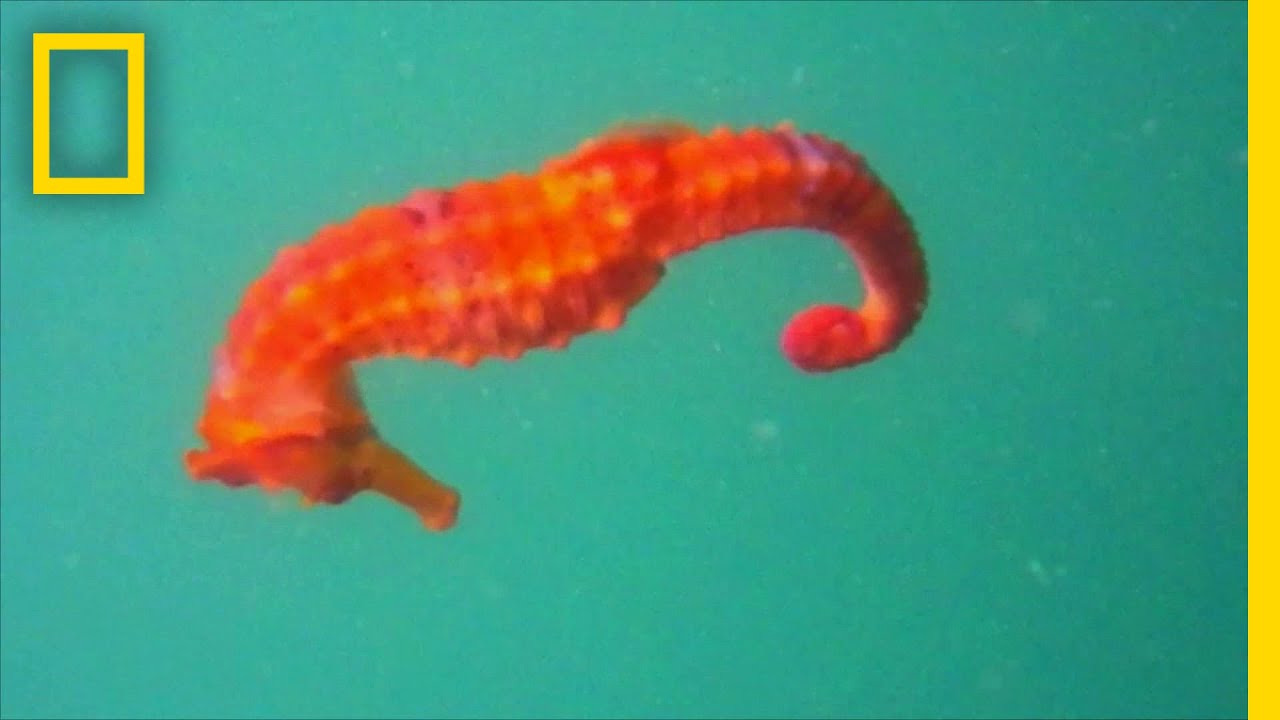 Rare Seahorse Filmed for the First Time | National Geographic - YouTube