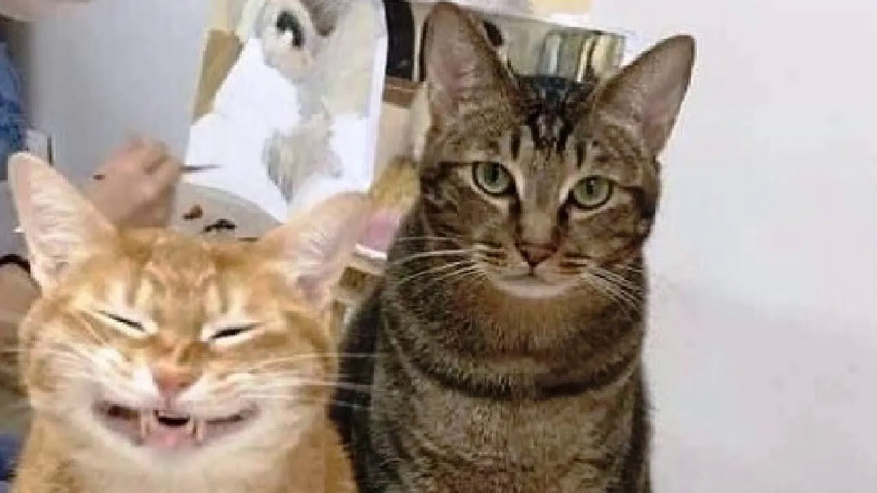 These pets are insanely funny - Cutest Animals Ever - YouTube