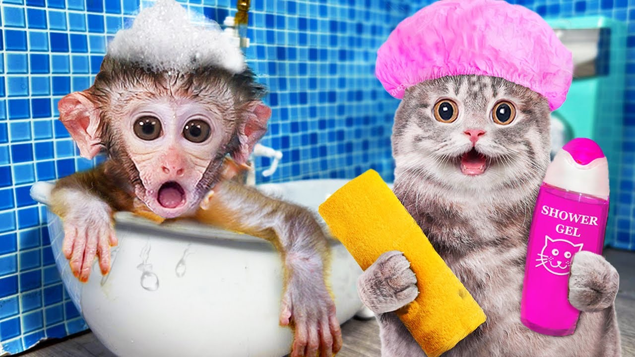 Baby Monkey Bathing In Toilet With Animal Cat - Smart Monkey Animal HT ...