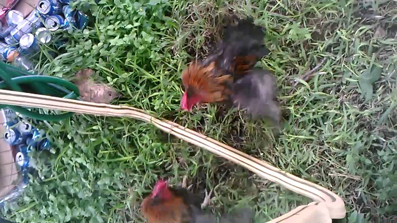 Training my rooster - YouTube