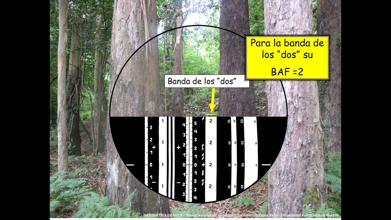 RELASCOPIO DE BITTERLICH Y ÁREA BASIMÉTRICA. MUESTREO ANGULAR ...