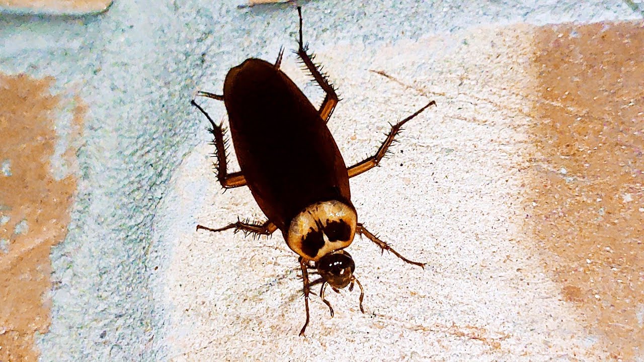 Telapoka তেলাপোকা Cockroach 44 - YouTube