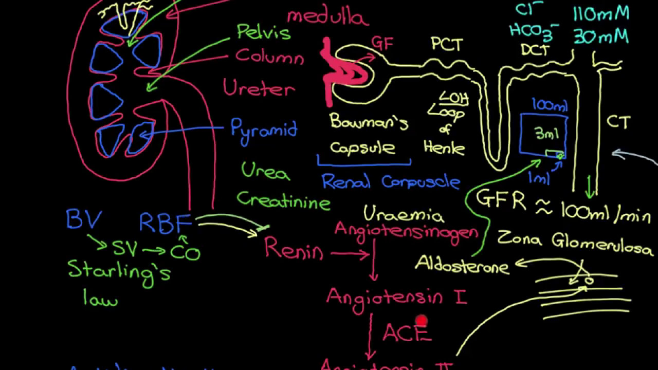The RAAS and ADH Systems Part 3 - YouTube