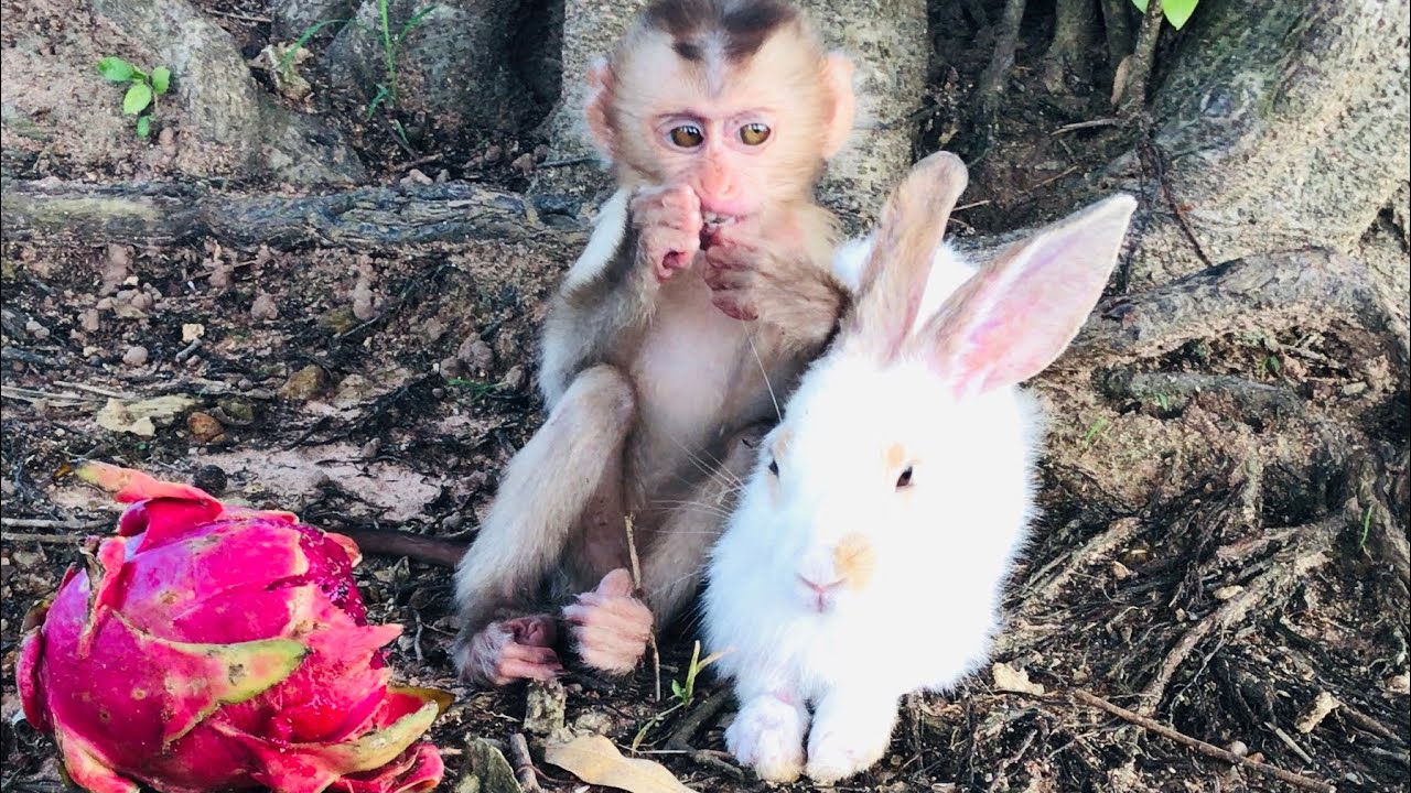 So cute baby monkey is playing with rabbit under tree, Looking when ...