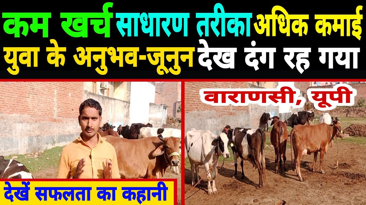 कम खर्च में सफलतापूर्वक डेयरी अधिक कमाई/dairy farm varanasi/small dairy ...