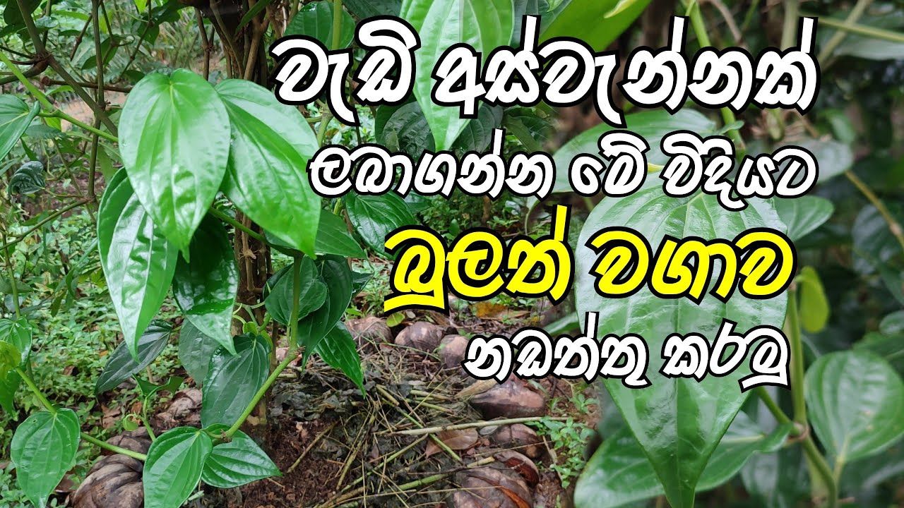 වැඩි අස්වැන්නක් ලබාගන්න මේ විදියට බුලත් වගාව නඩත්තු කරමු 😍😍 govi gedara ...