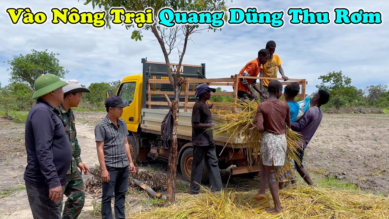 Mùa Gặt Đã Xong - Vào Nông Trai Quang Dũng Mang Rơm Về Cho Đàn Bò Tại ...