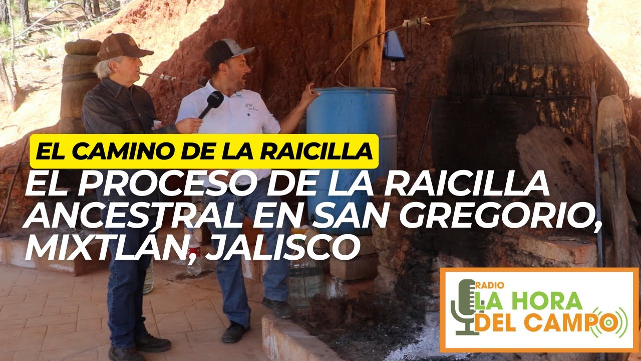 Proceso "Árabe" de la Raicilla Ancestral - YouTube