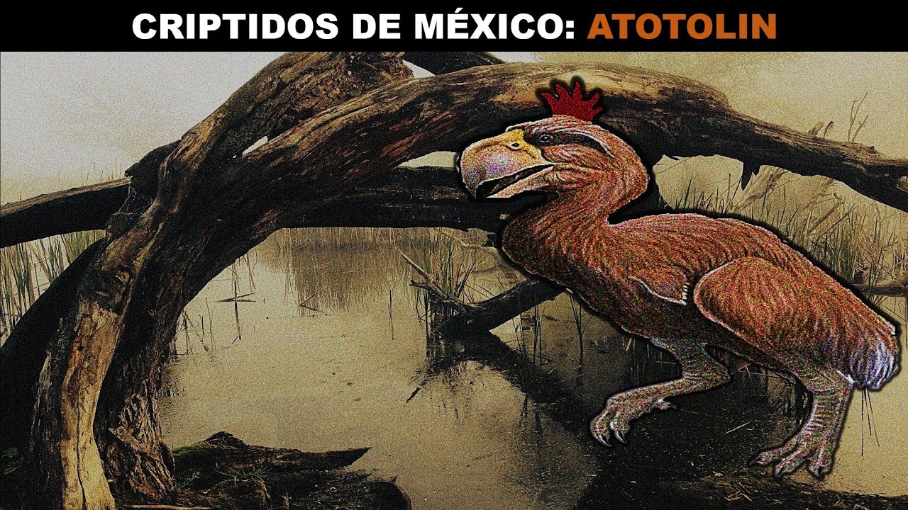 Criptidos de México #7|El ATOTOLIN|Gallina de Agua|¿Pelícano? o Ave del ...