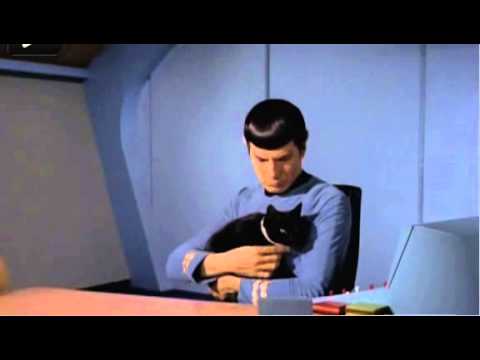 SPOCK & CAT - YouTube