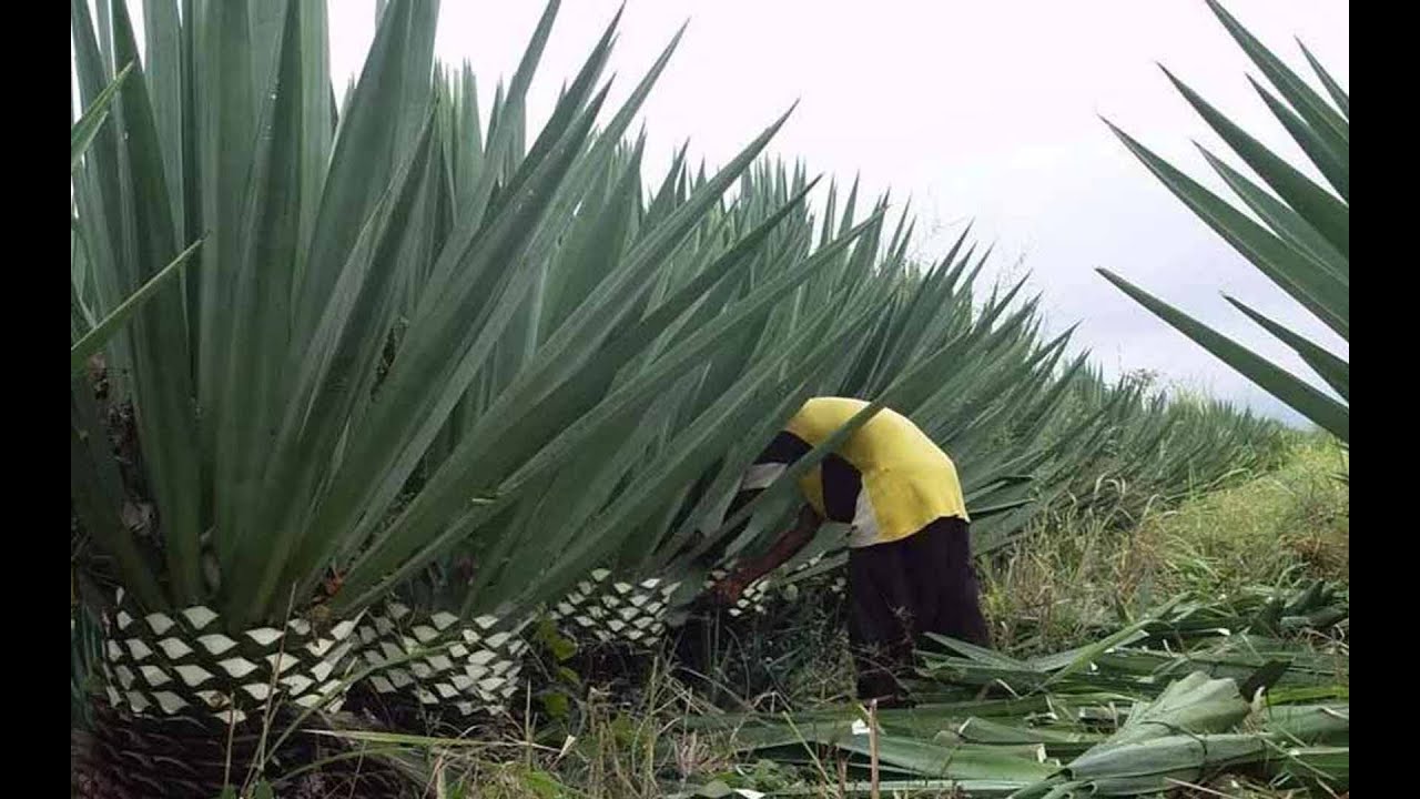 The Life Cycle of Sisal | Modern Agriculture Cultivation and Harvest ...