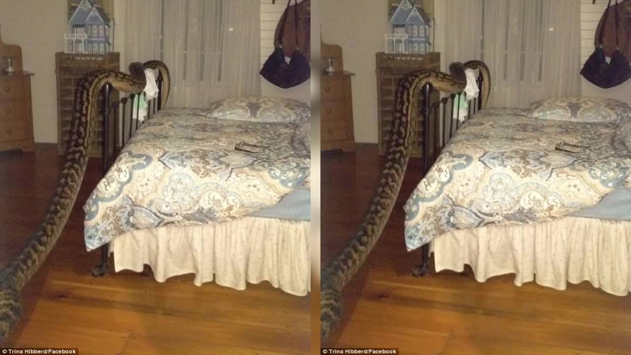 Woman wakes to find python in Kensington bed - YouTube