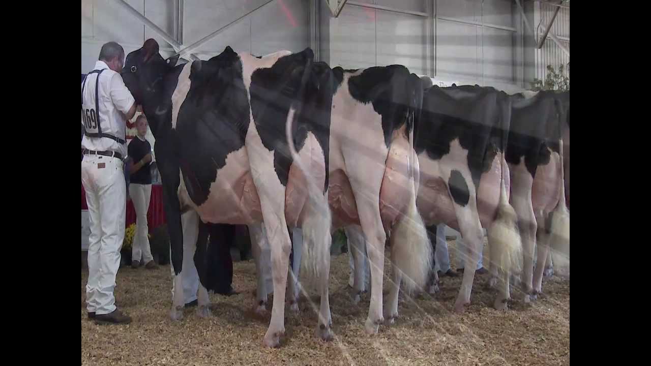 NORTHEAST FALL NATIONAL HOLSTEIN SHOW AT THE BIG E - POST SHOW ...